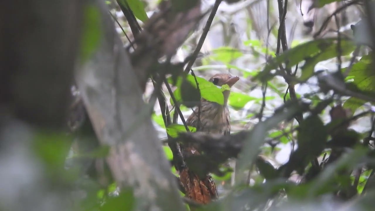 Biólogo registrou as primeiras imagens em vídeo de uma ave rara no Brasil. - Portal Pantanal Oficial