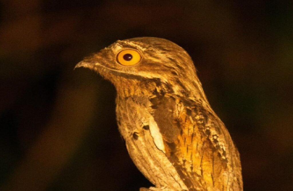 Urutau: o enigmático “fantasma” do Pantanal que se camufla à luz do dia e canta à noite - Portal ...